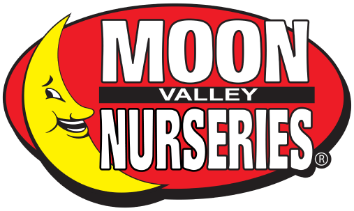 Melaleuca | Shade Trees | Moon Valley Nurseries