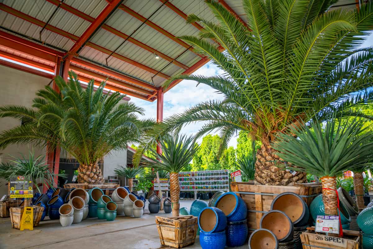 Premium Tree & Plant Specials | Moon Valley Nurseries