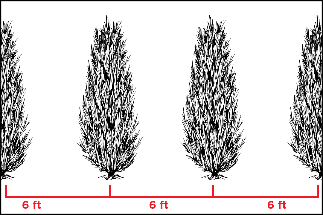Calculate Your Hedge Needs | Moon Valley Nurseries