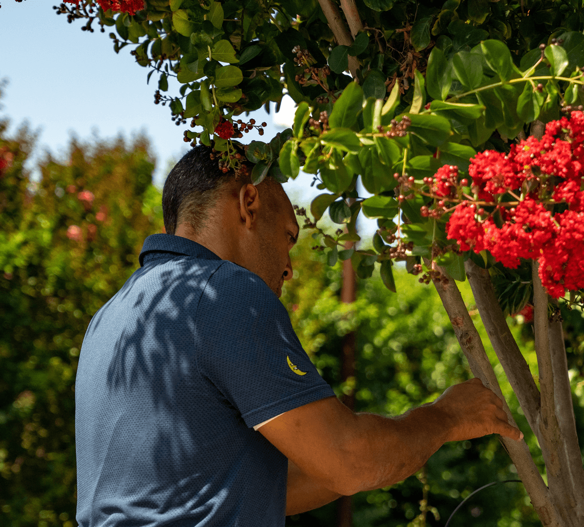 Plant Health Guides | Moon Valley Nurseries