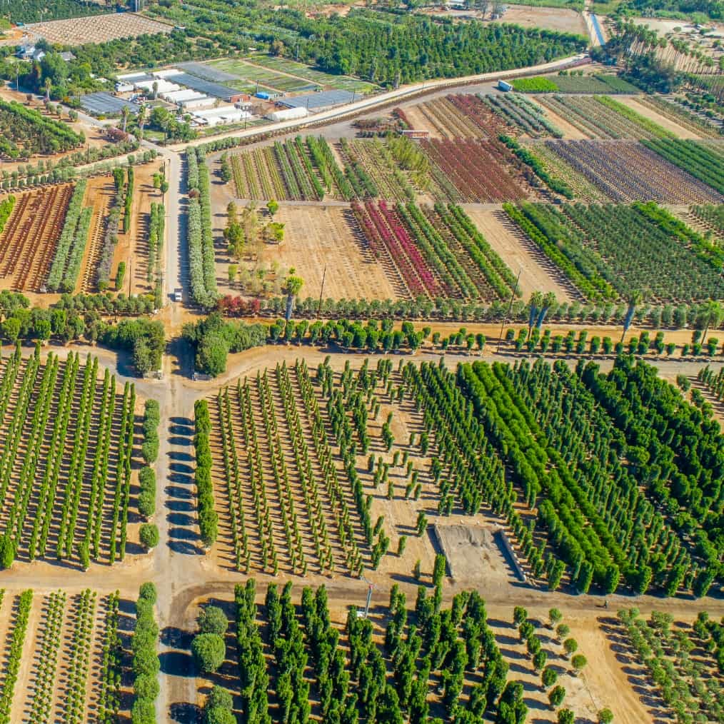 Farms: Locally Grown Trees | Moon Valley Nurseries