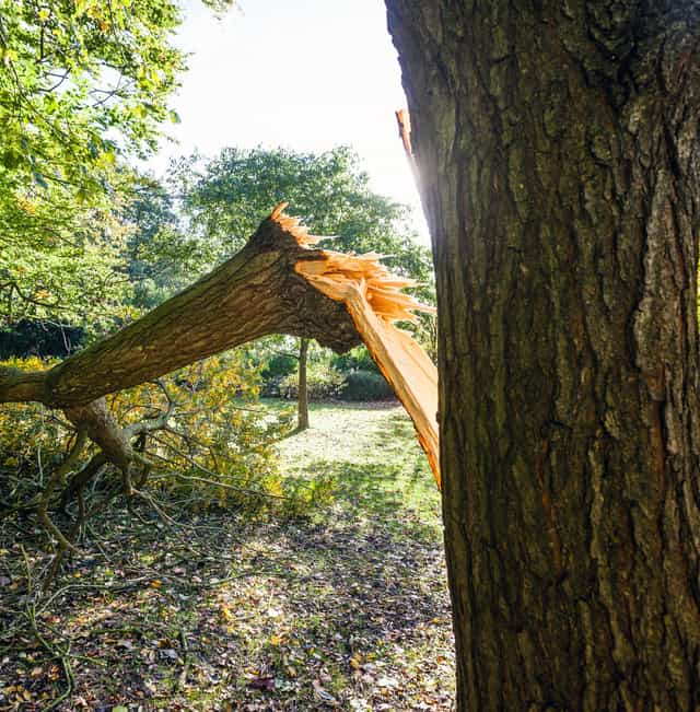 Extended Weather Tree Protection Plan | Moon Valley Nurseries