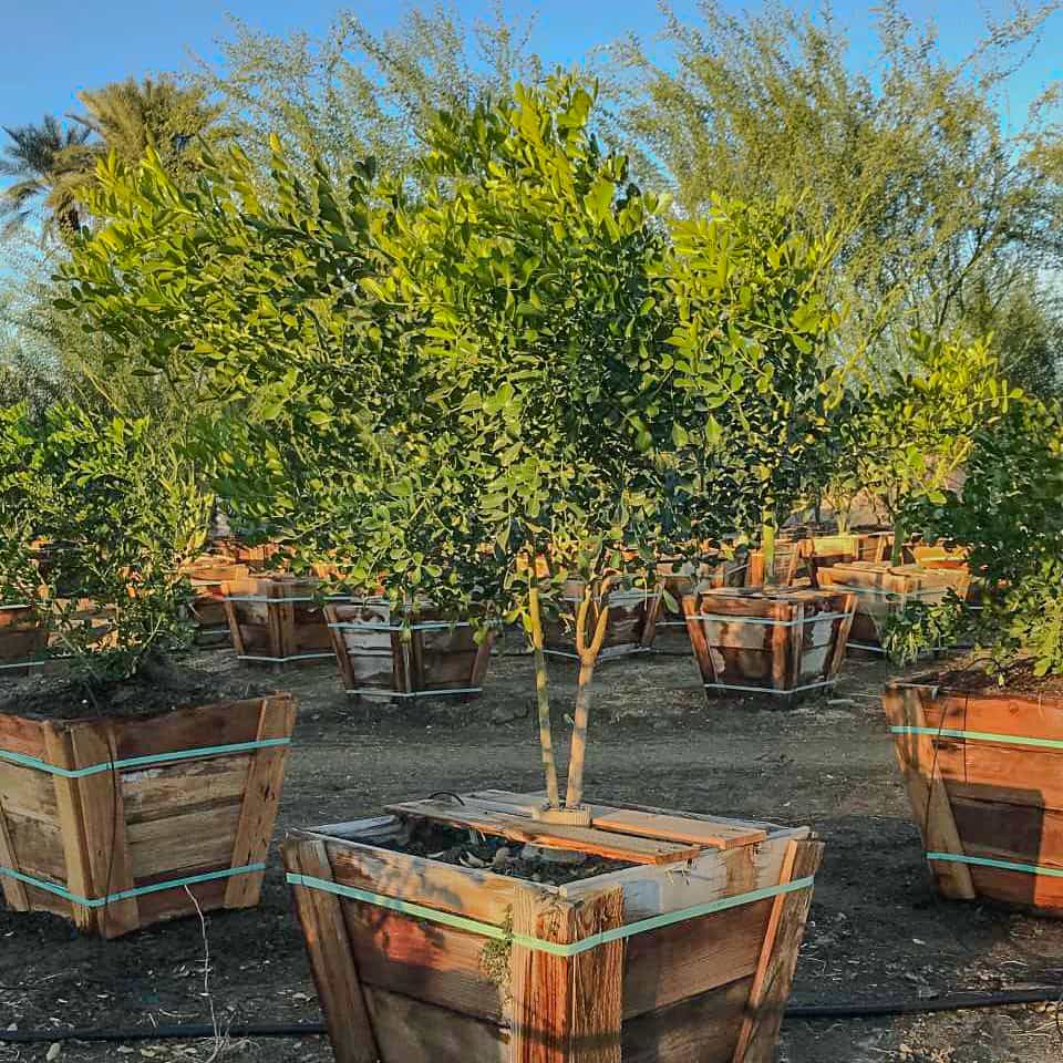 Premium Tree & Plant Nursery | Moon Valley Nurseries