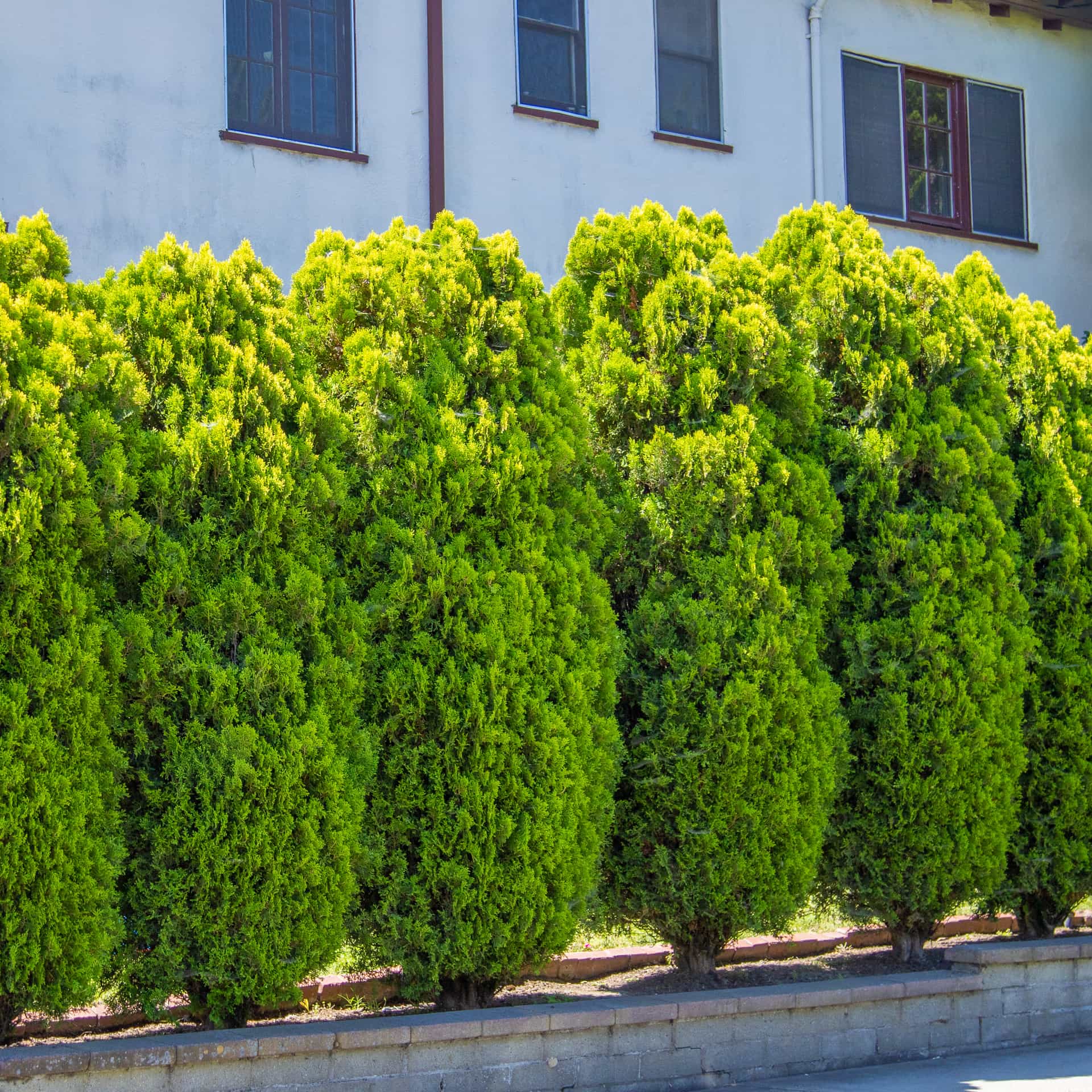 Dwarf Golden Arborvitae | Shrubs | Moon Valley Nurseries