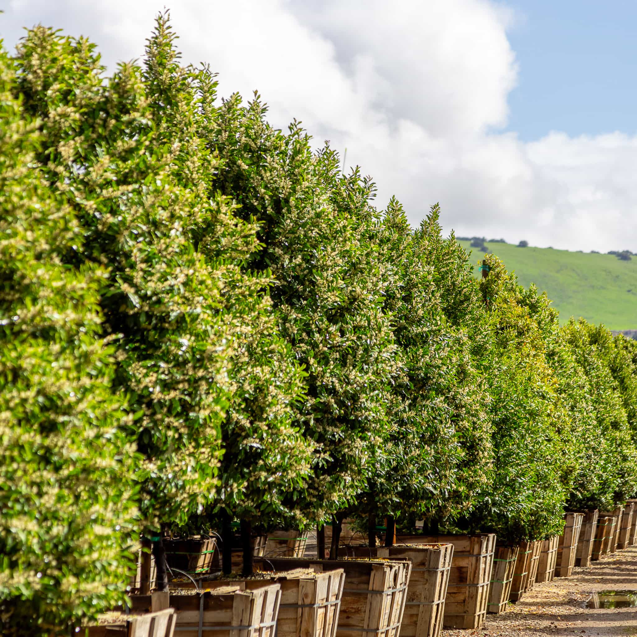 Carolina Cherry | Hedge Material | Moon Valley Nurseries