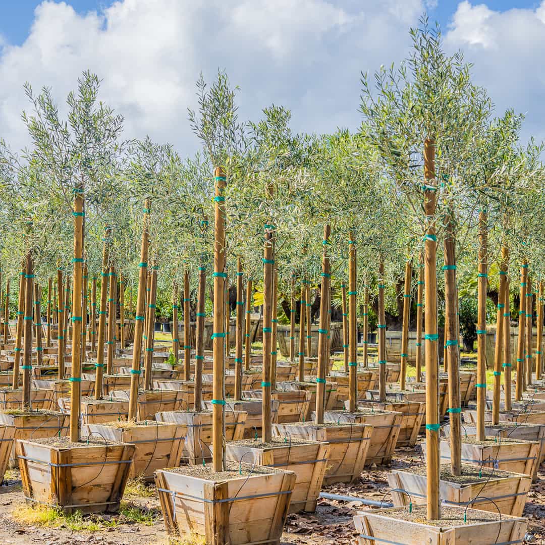 Fruitless Olive | Olive Tree | Moon Valley Nurseries