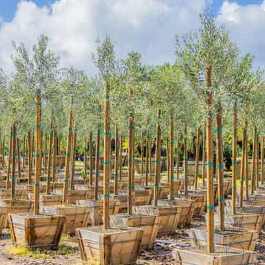 Fruitless Olive | Olive Tree | Moon Valley Nurseries