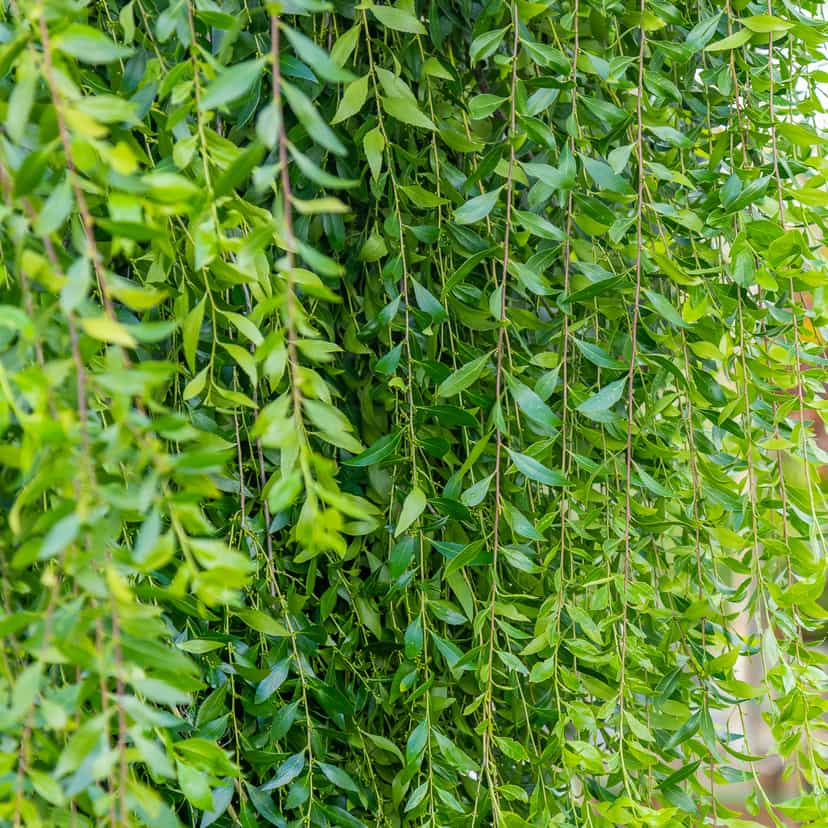 Mayten | Shade Trees | Moon Valley Nurseries