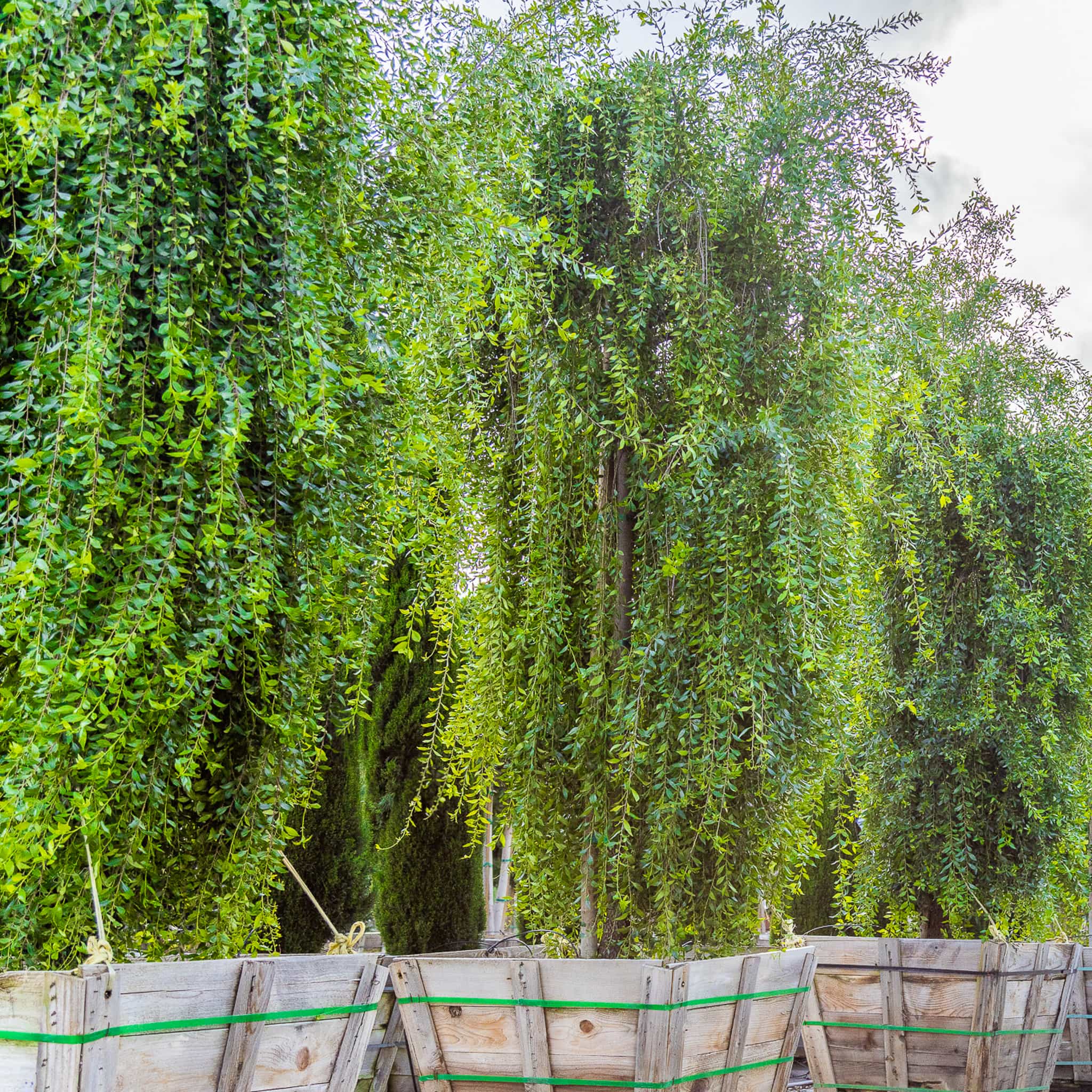 Mayten | Shade Trees | Moon Valley Nurseries