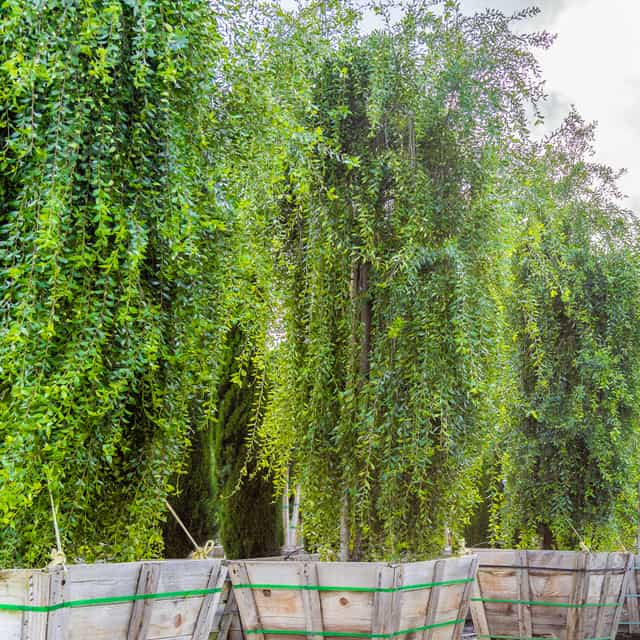 Mayten | Shade Trees | Moon Valley Nurseries