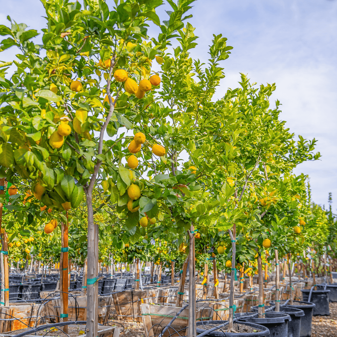 Eureka Lemon | Citrus and Fruit | Moon Valley Nurseries