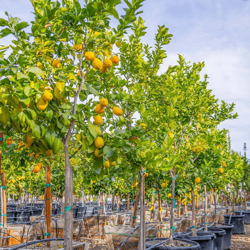 Bearss Lime | Citrus and Fruit | Moon Valley Nursery