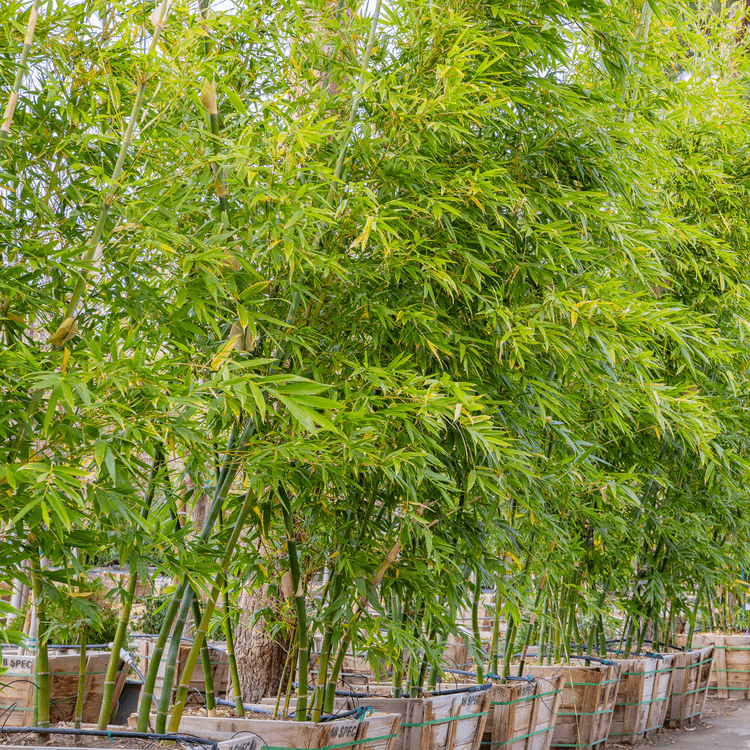 Timber Bamboo | Hedge Tree | Moon Valley Nurseries