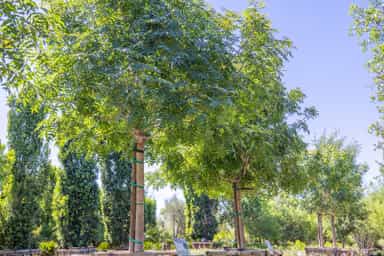 Sam Houston Peach | Citrus and Fruit | Moon Valley Nurseries