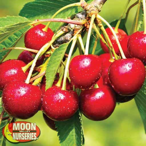 Minnie Royal Cherry | Citrus and Fruit | Moon Valley Nurseries
