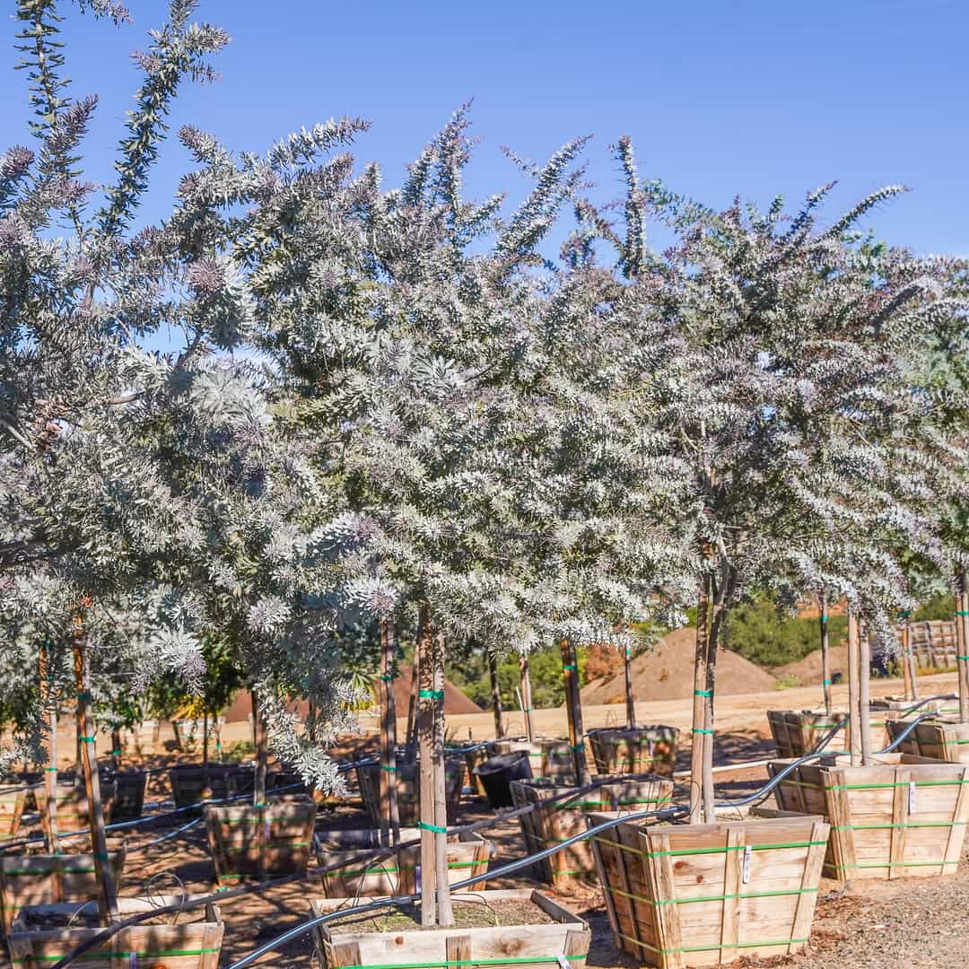 Acacia Bailey | Flowering Trees | Moon Valley Nurseries