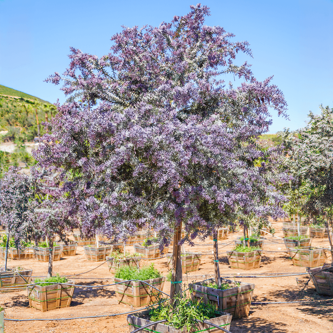Acacia Bailey | Flowering Trees | Moon Valley Nurseries