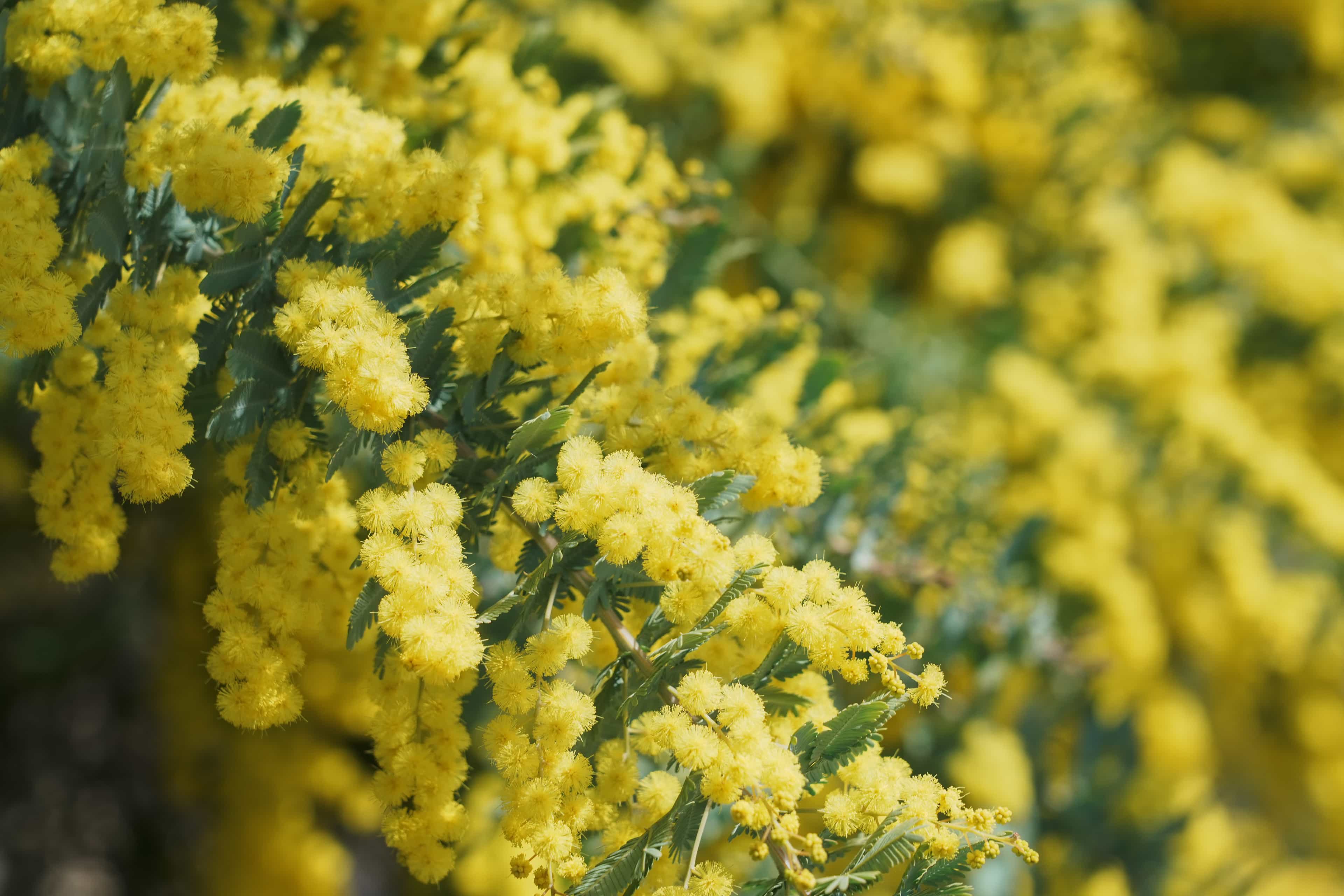 Acacia Bailey | Flowering Trees | Moon Valley Nurseries