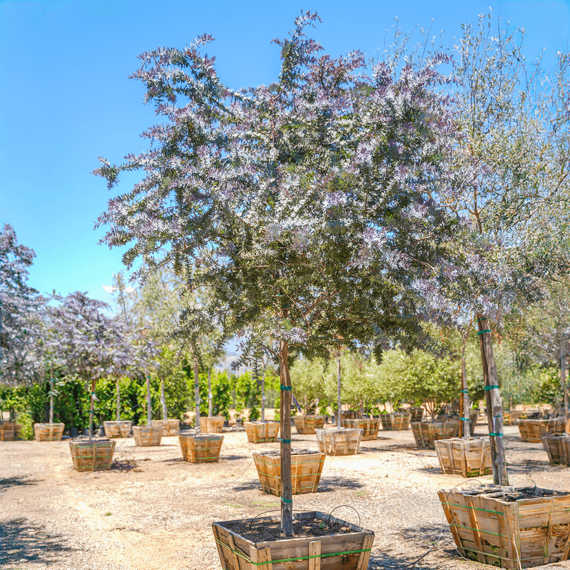 Acacia Bailey | Flowering Trees | Moon Valley Nurseries