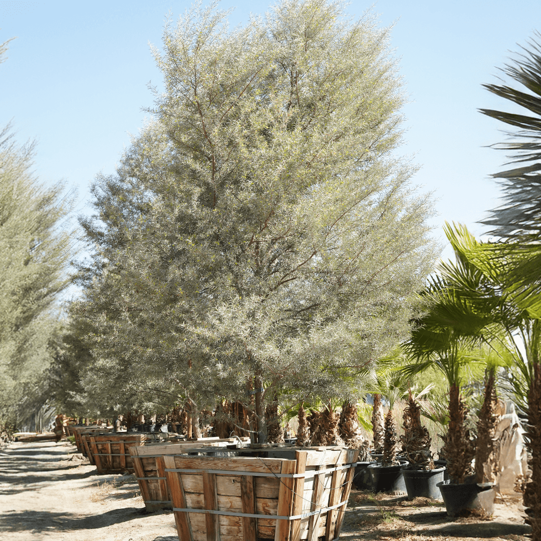 Mulga Acacia | Flowering Trees | Moon Valley Nurseries