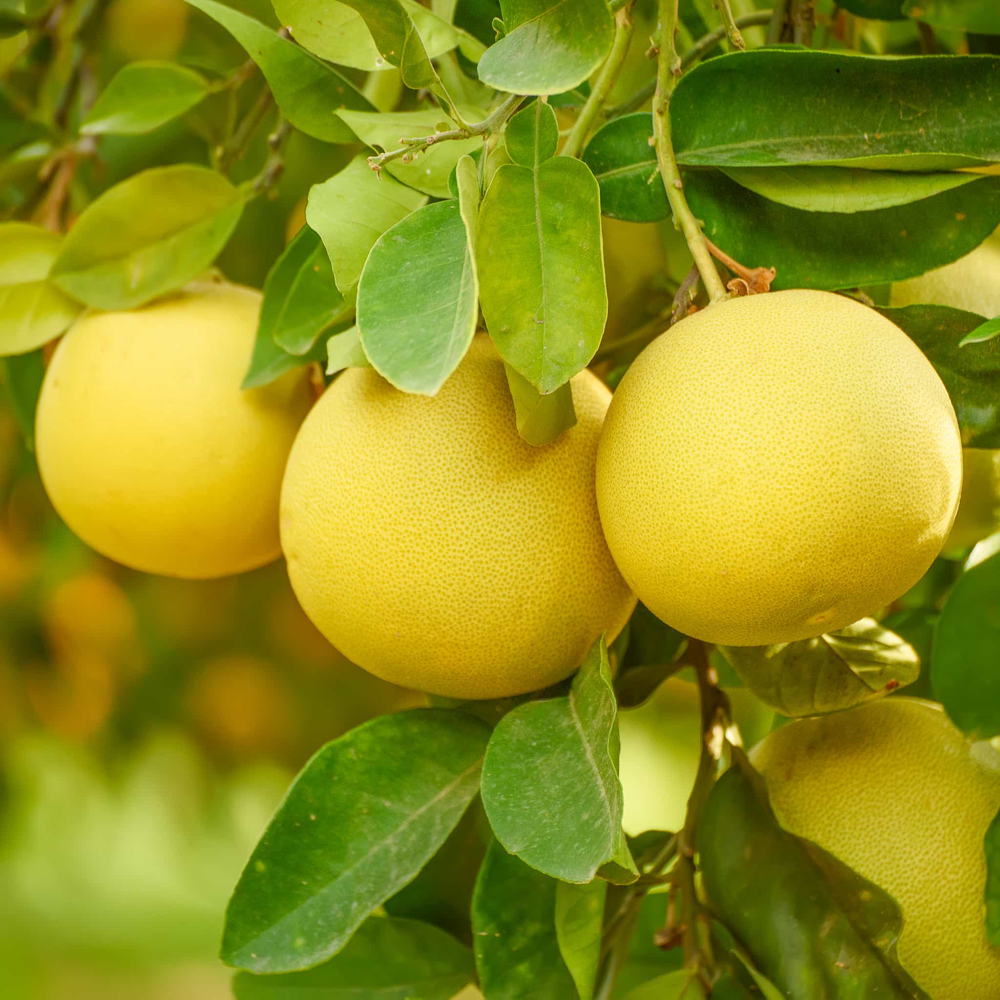 Trees for Sale | Moon Valley Nurseries