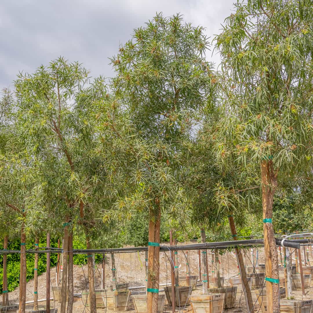 African Sumac | Evergreen Trees | Moon Valley Nurseries