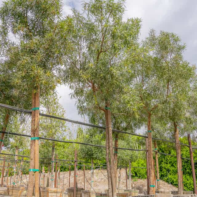 African Sumac | Evergreen Trees | Moon Valley Nurseries