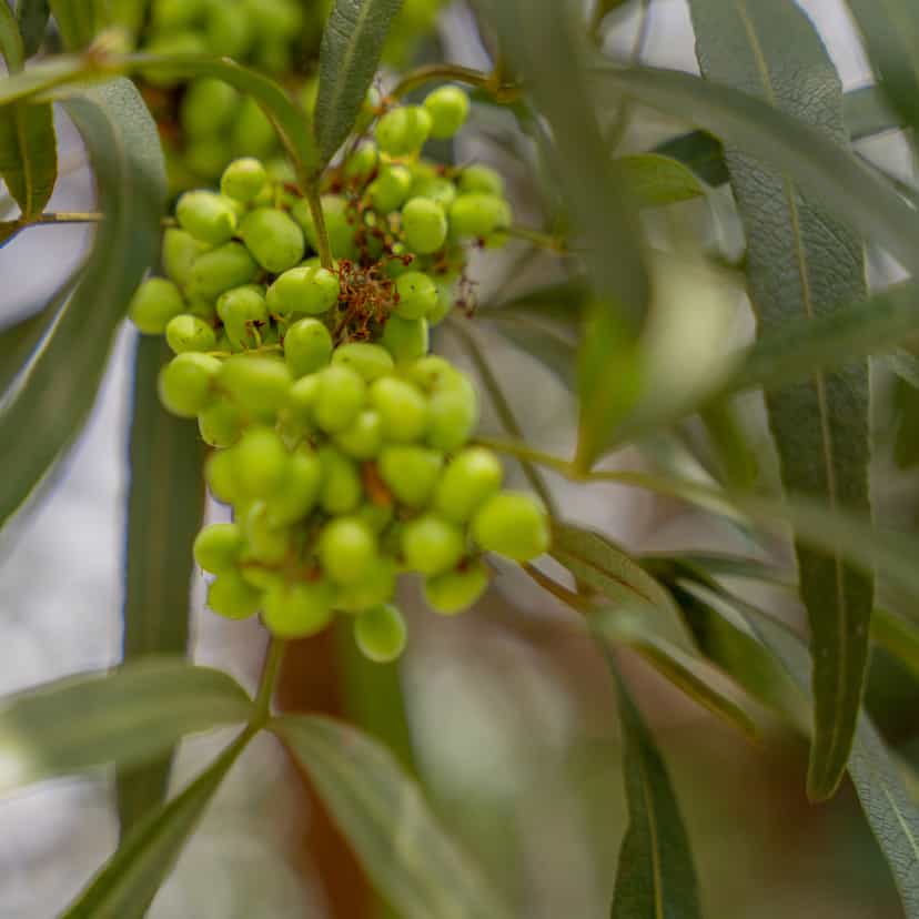 African Sumac | Evergreen Trees | Moon Valley Nurseries