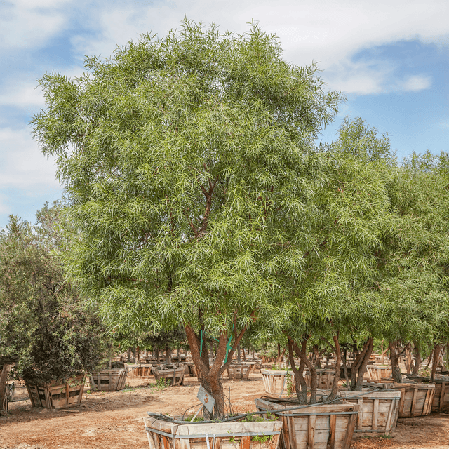 African Sumac | Evergreen Trees | Moon Valley Nurseries