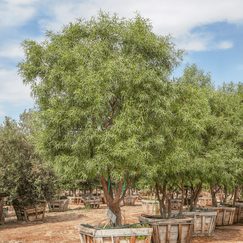 African Sumac | Evergreen Trees | Moon Valley Nurseries