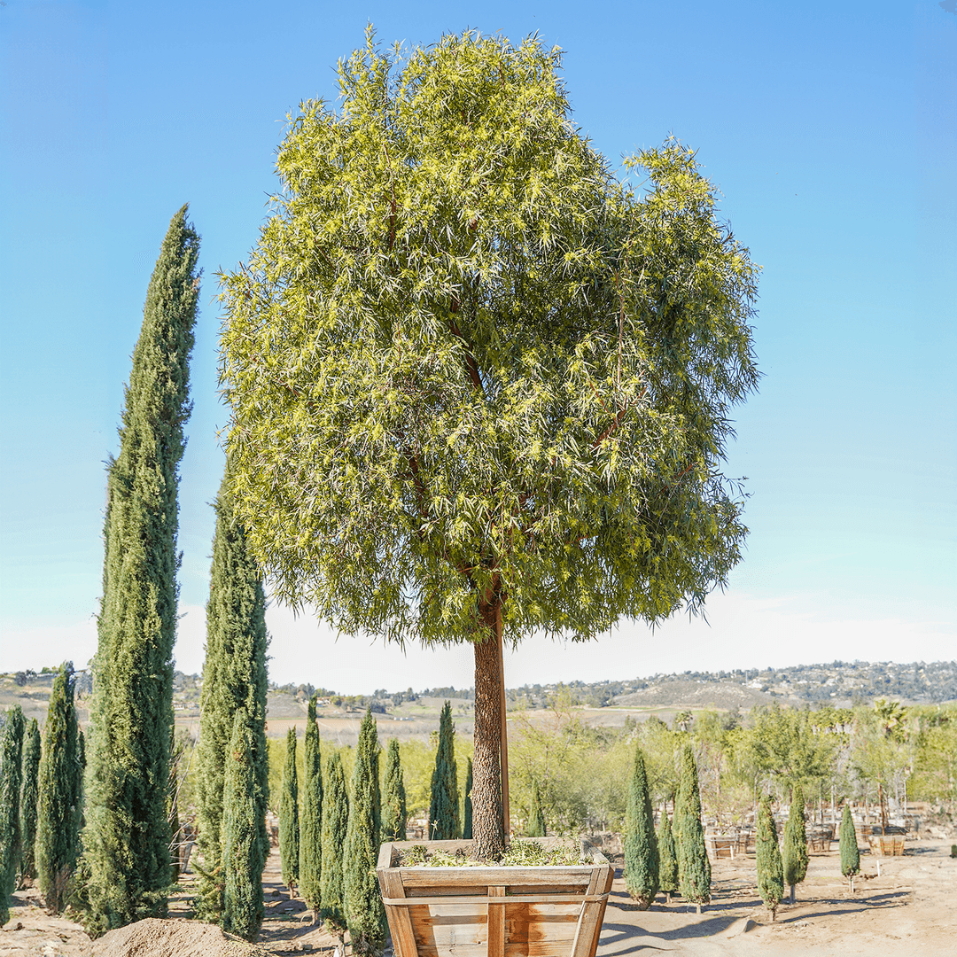 Desert Trees for Sale | Moon Valley Nurseries