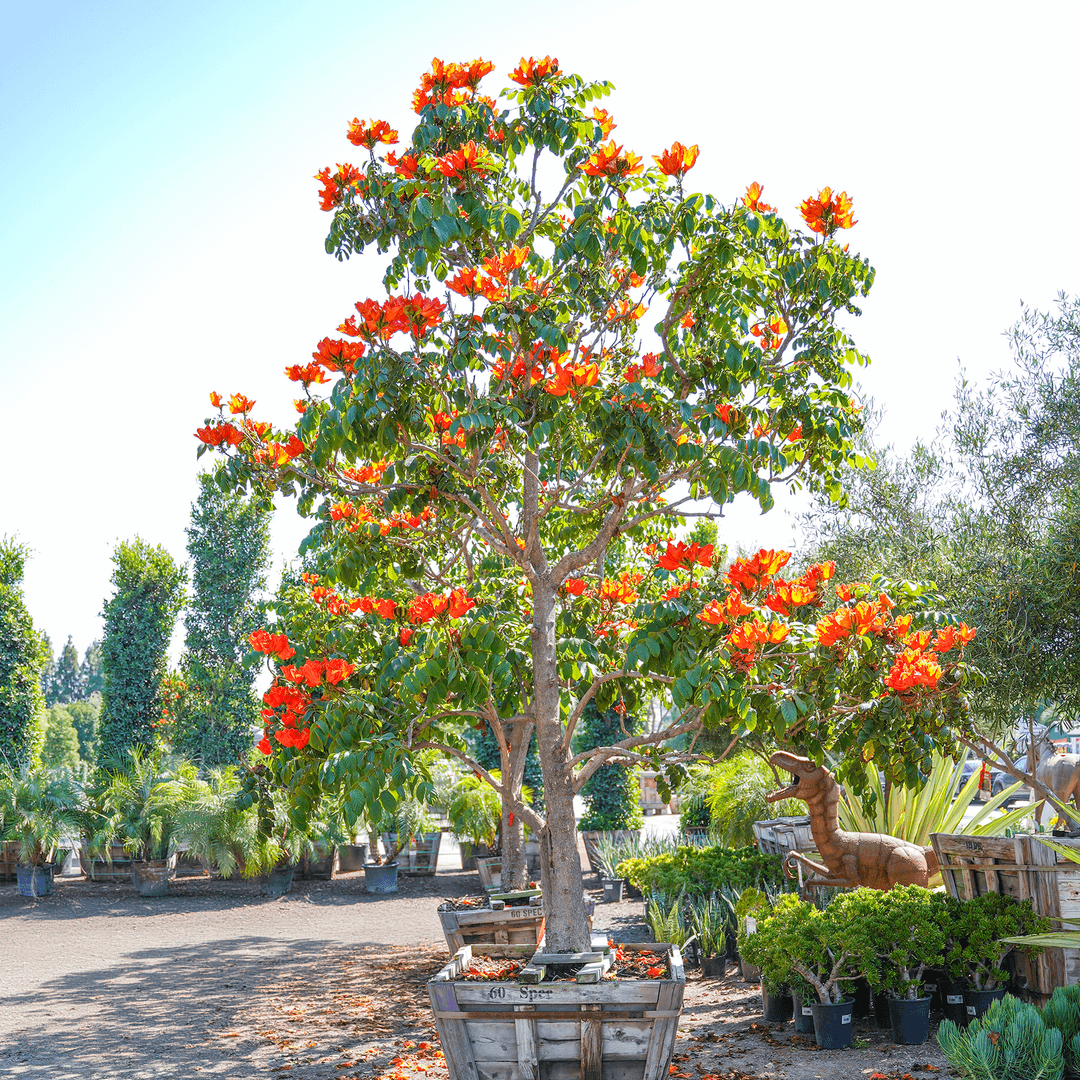 Shop African Tulip Flowering Trees at Moon Valley Nurseries