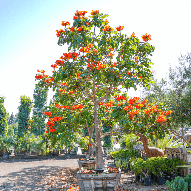 Shop African Tulip Flowering Trees at Moon Valley Nurseries