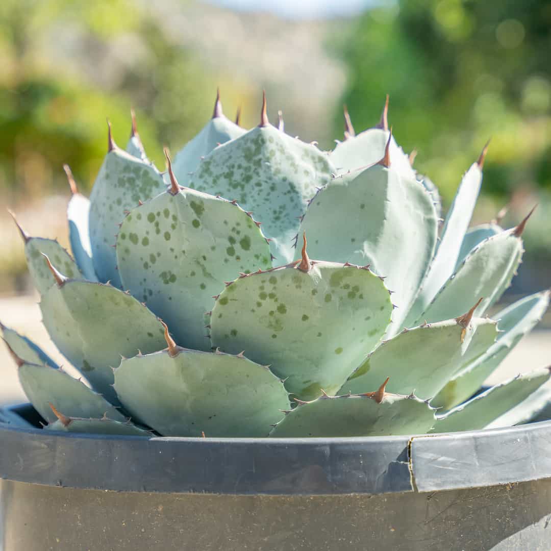 Succulents For Sale Moon Valley Nurseries