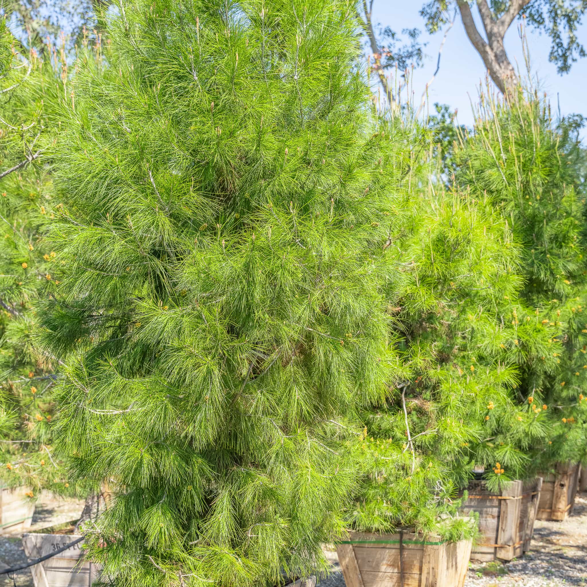 Aleppo Pine | Evergreen Trees | Moon Valley Nurseries