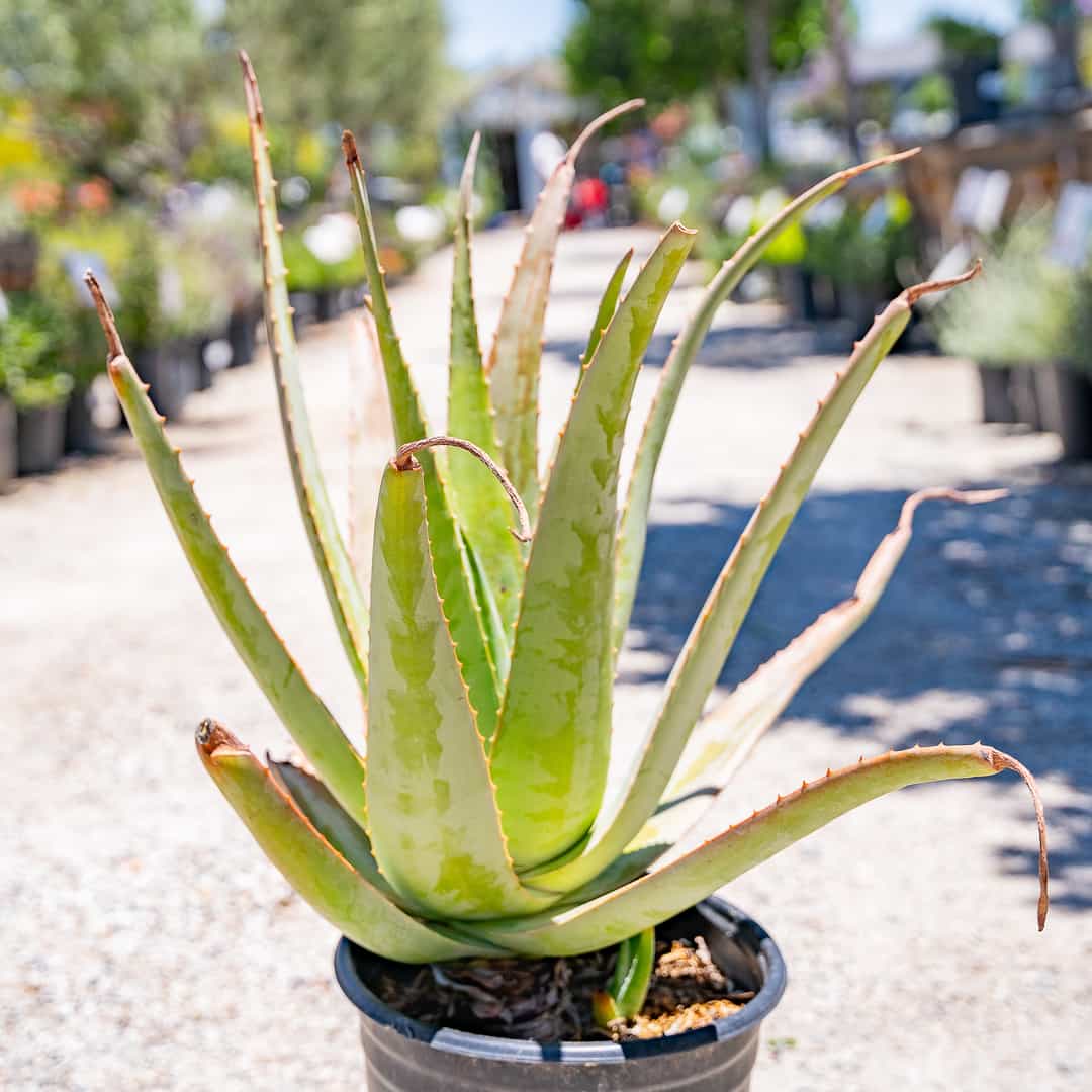 Hercules Aloe | Succulents | Moon Valley Nurseries