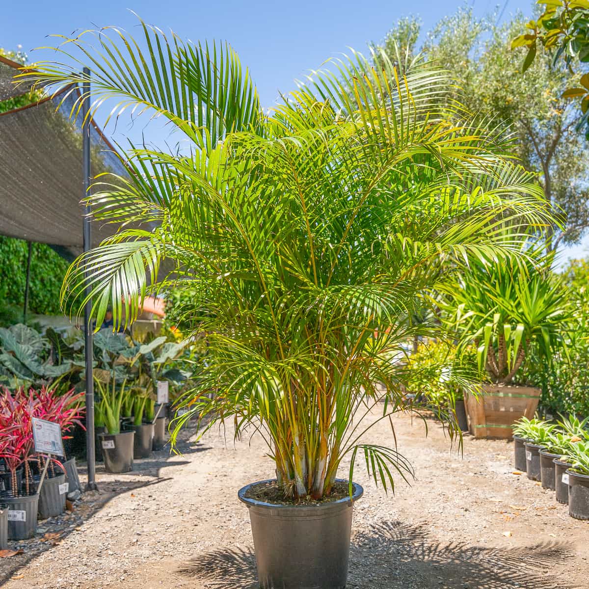 Areca Palm | Palm Tree | Moon Valley Nurseries