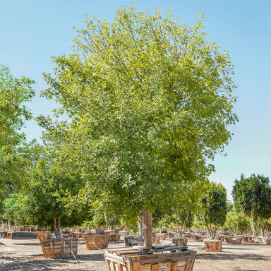 Fan Tex Ash | Fast Growers | Moon Valley Nurseries