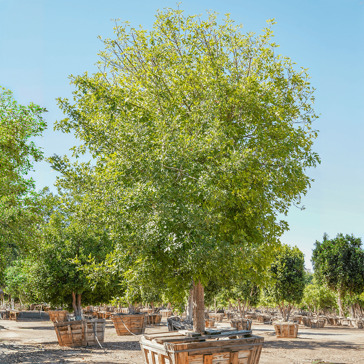 Shop Jacaranda Flowering Trees at Moon Valley Nurseries