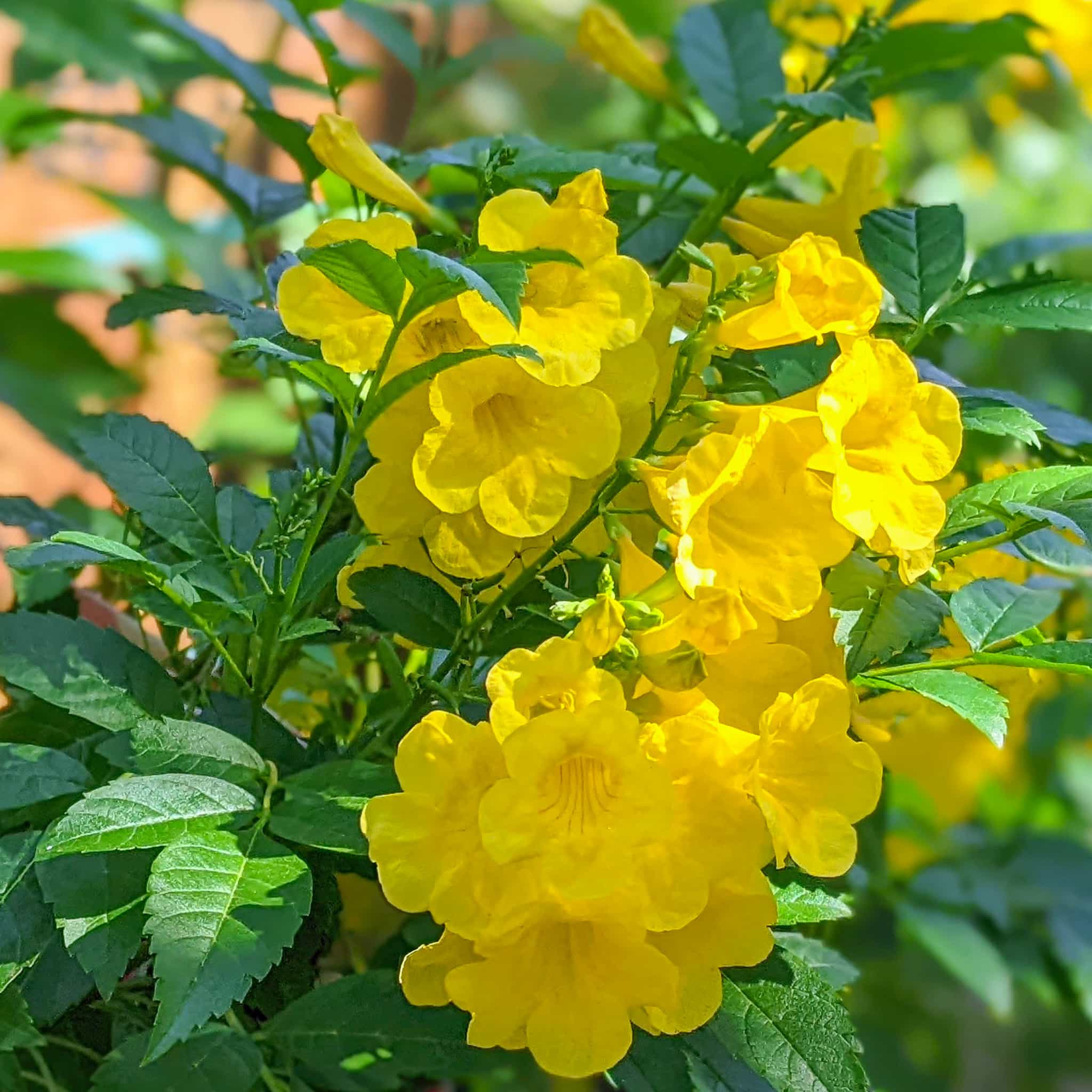 Yellow Bells | Shrubs | Moon Valley Nurseries