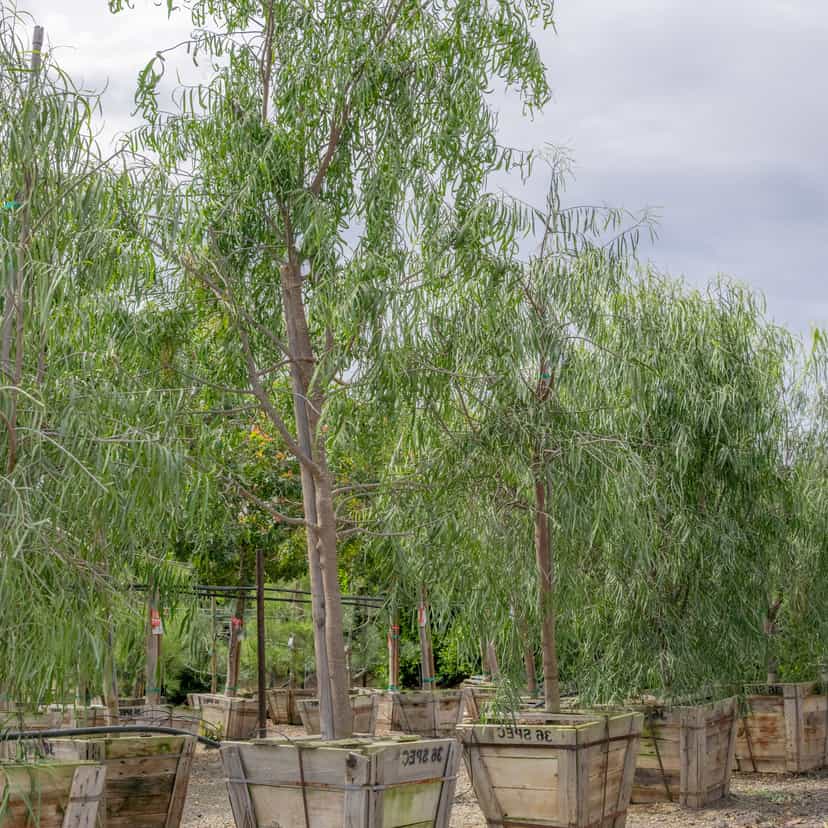 Australian Willow | Evergreen Tree | Moon Valley Nurseries
