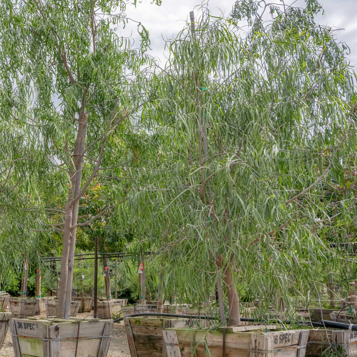 Australian Willow | Evergreen Tree | Moon Valley Nurseries