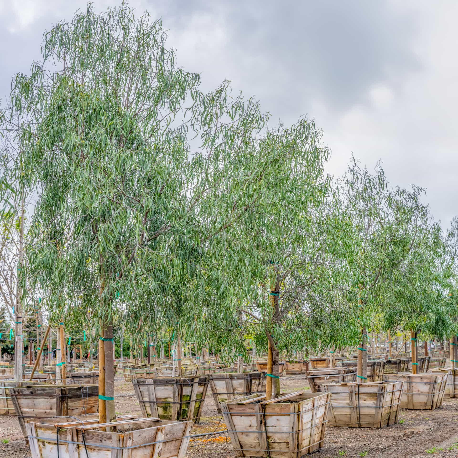 Australian Willow | Evergreen Tree | Moon Valley Nurseries