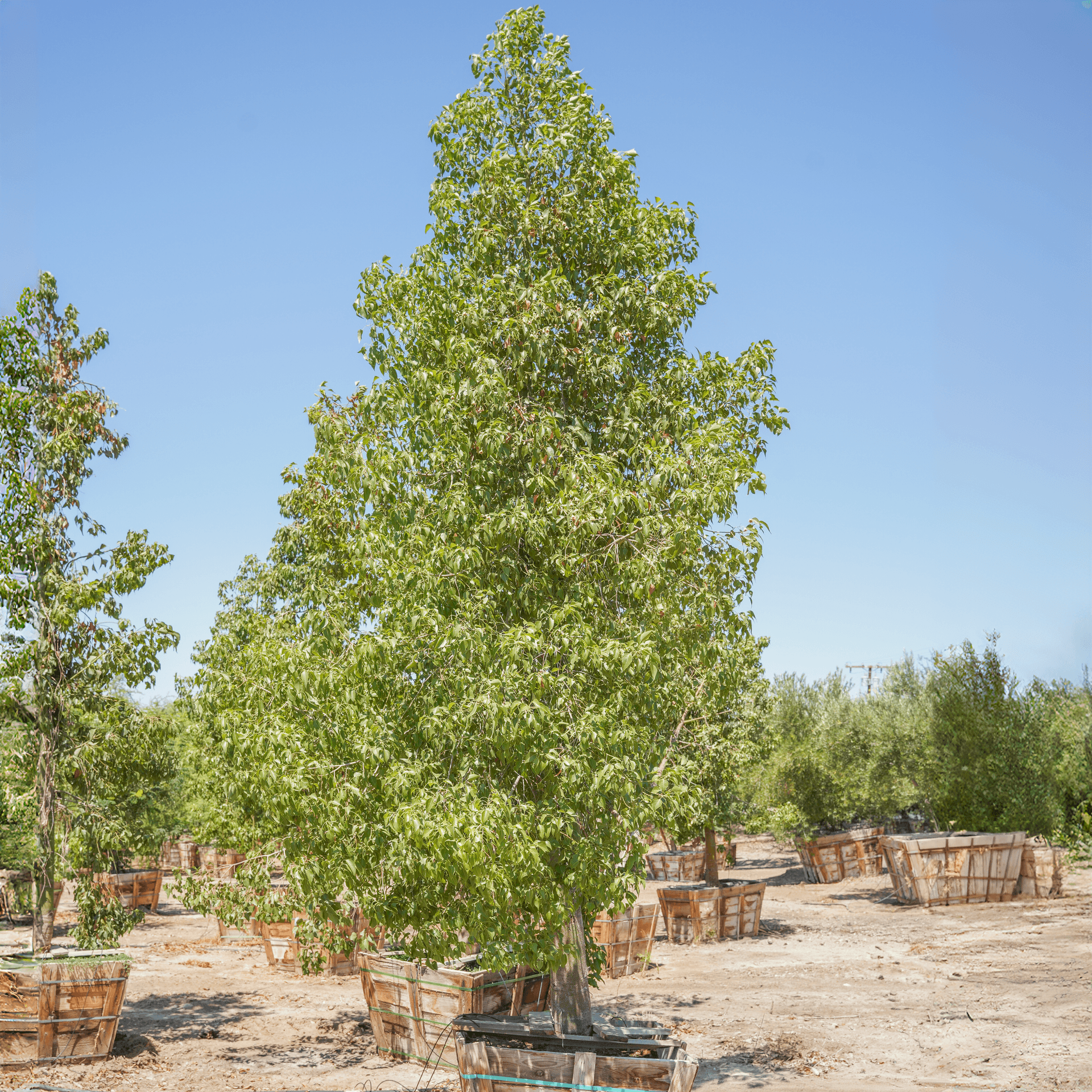 Australian Bottle | Fast Growers| Moon Valley Nurseries