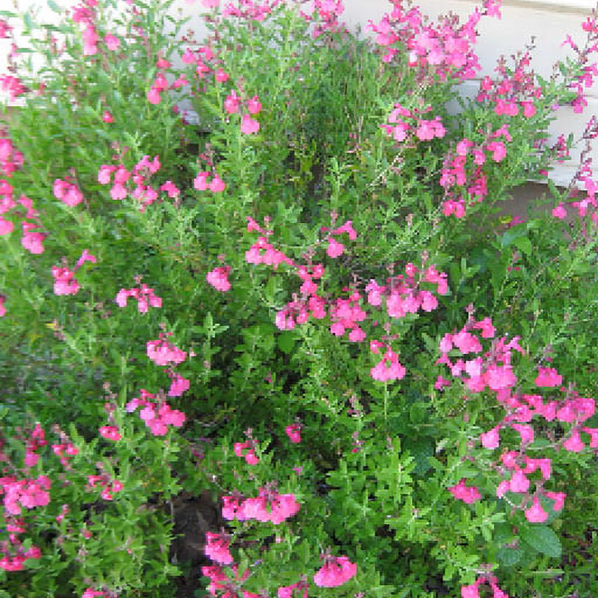 Autumn Sage | Shrubs | Moon Valley Nurseries