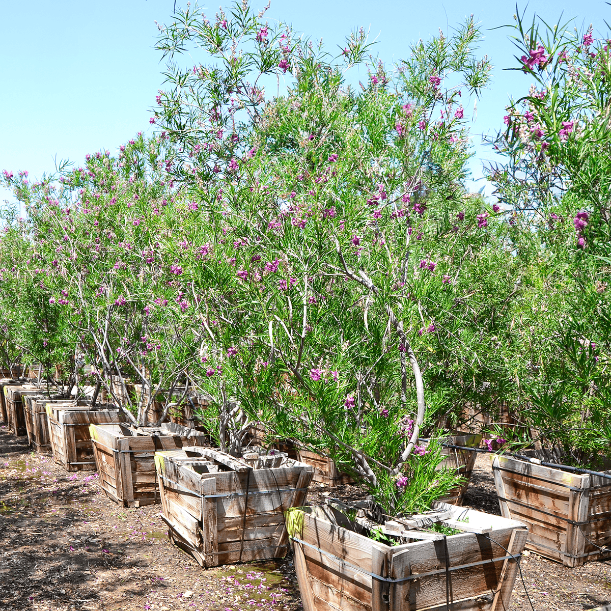 Desert Willow | Flowering Trees | Moon Valley Nurseries