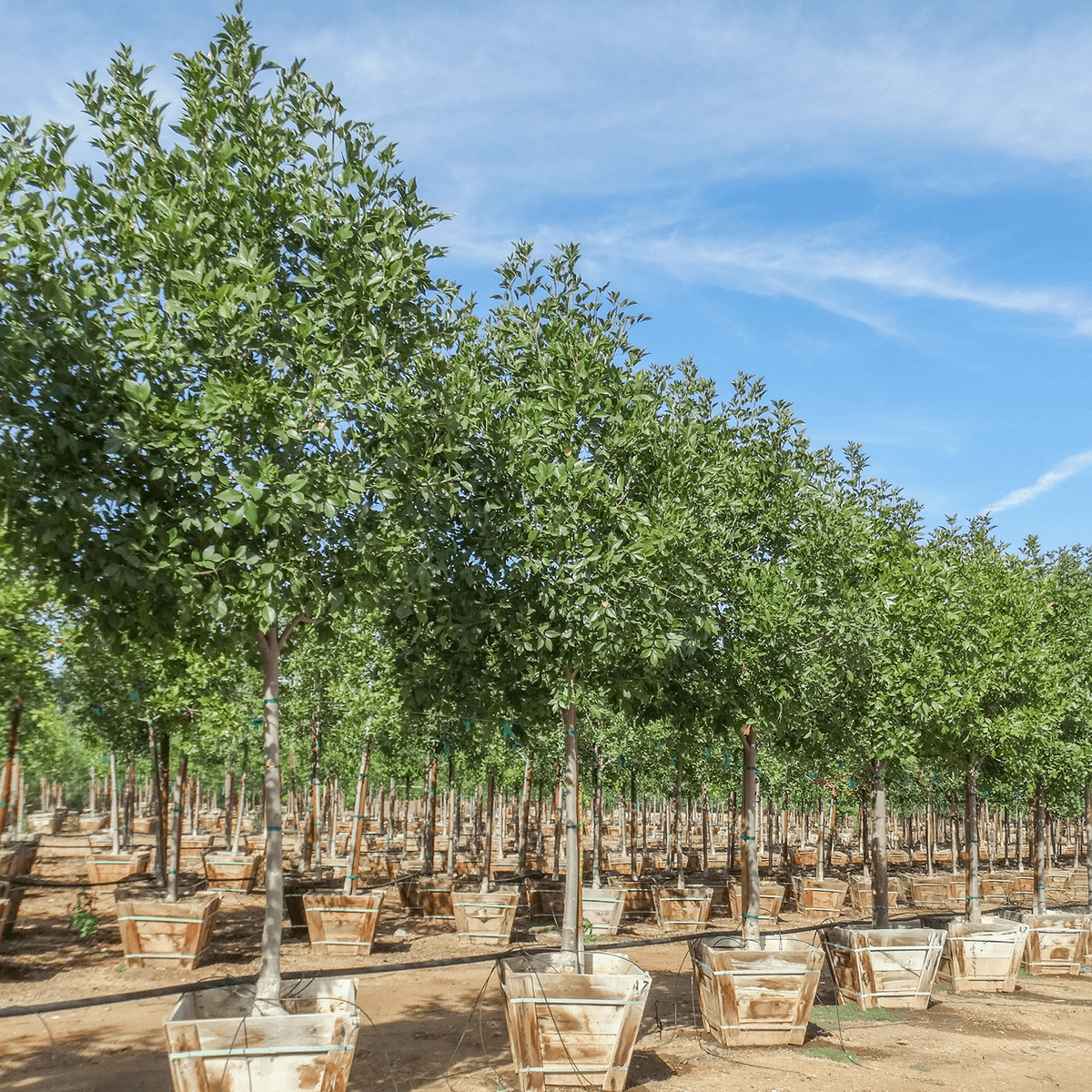 Shamel Ash | Fast Growers | Moon Valley Nurseries