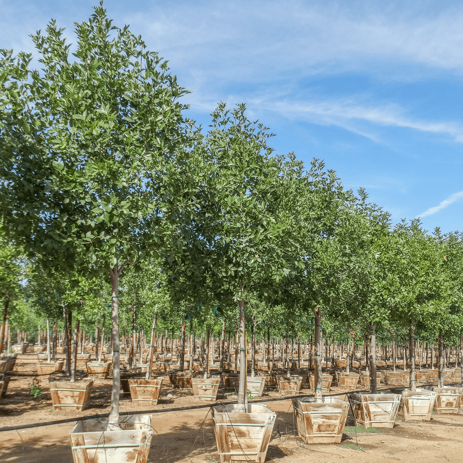Shamel Ash | Fast Growers | Moon Valley Nurseries