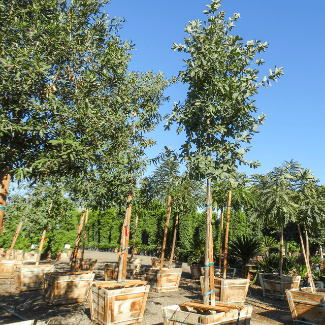 Mexican Oak Trees for Sale | Moon Valley Nurseries