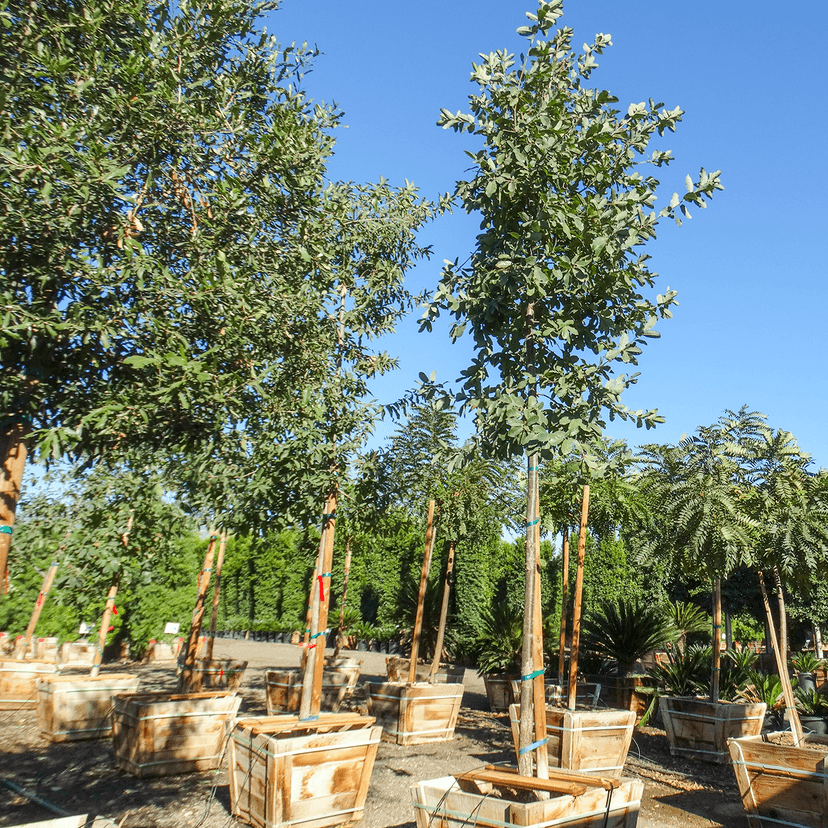 Mexican Oak Trees for Sale | Moon Valley Nurseries